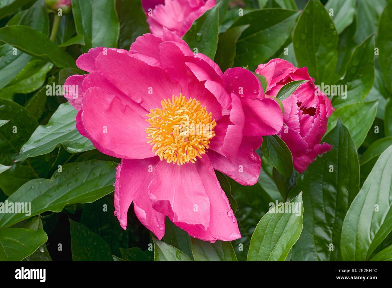 Close-up image of Fen Yu Nu peony flower Stock Photo - Alamy