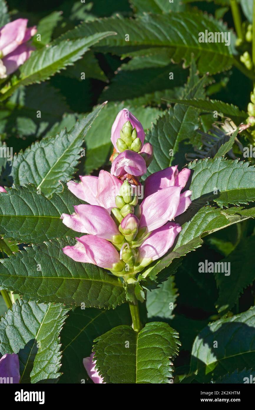 Close-up image of Turtlehead flowers nad leaves Stock Photo - Alamy