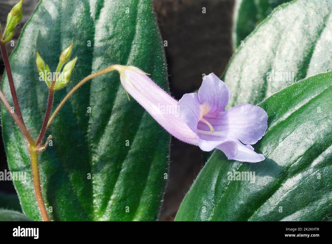 Chirita hi-res stock photography and images - Alamy