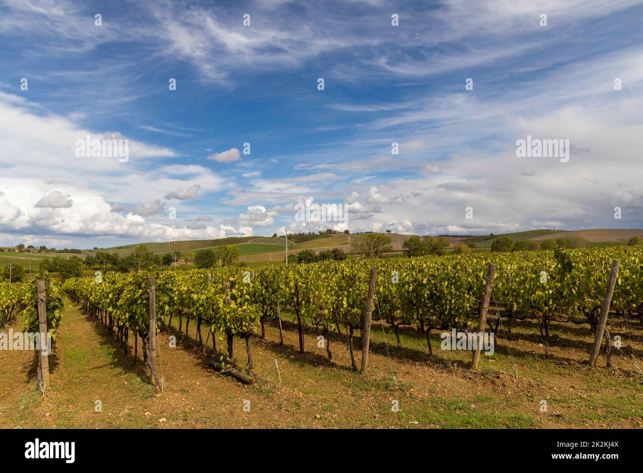 Vineyards tuscany landscape near hi-res stock photography and images ...