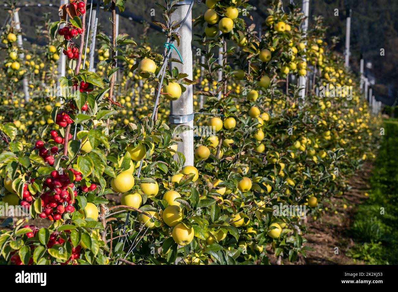 Apple orchard in Aica, South Tyrol, Italy Stock Photo - Alamy