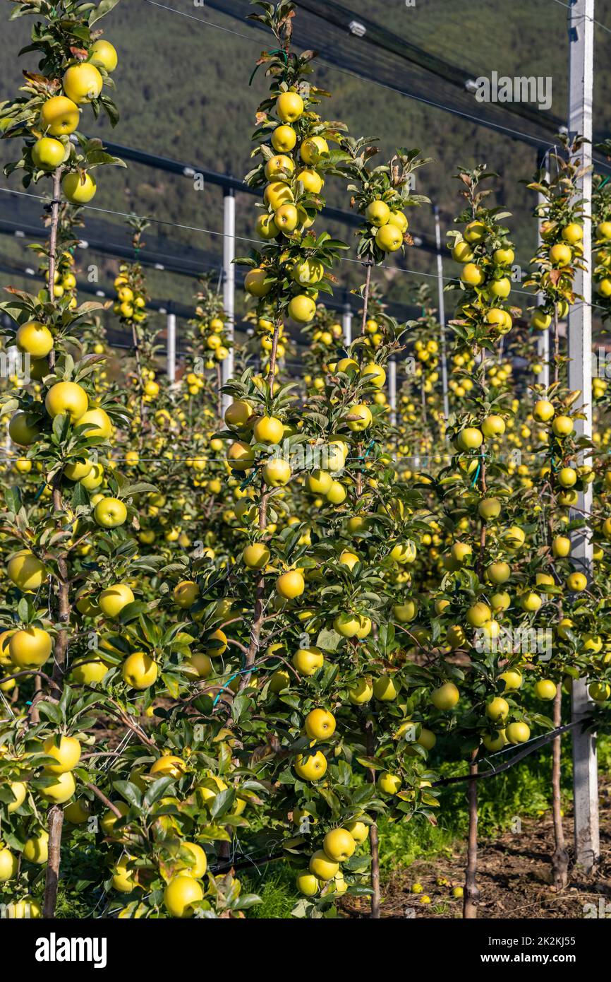Apple orchard in Aica, South Tyrol, Italy Stock Photo - Alamy