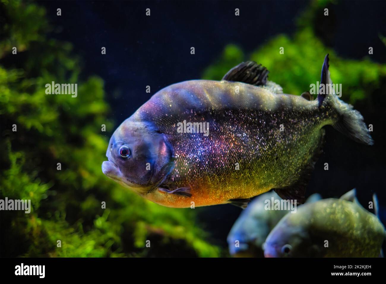 Red-bellied piranha red piranha Stock Photo - Alamy
