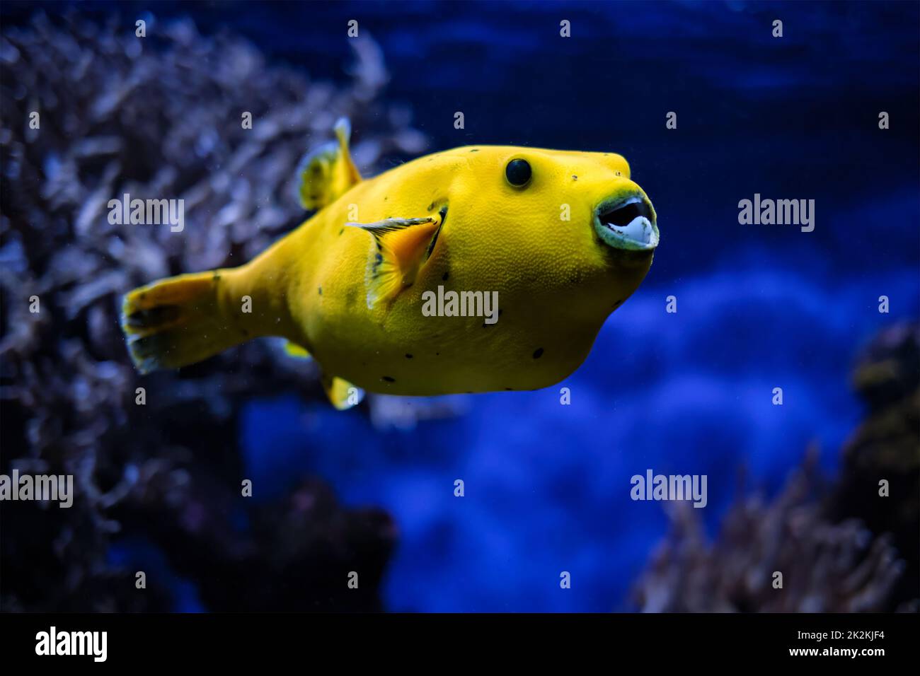 Yellow golden puffer guineafowl puffer fish underwater Stock Photo - Alamy