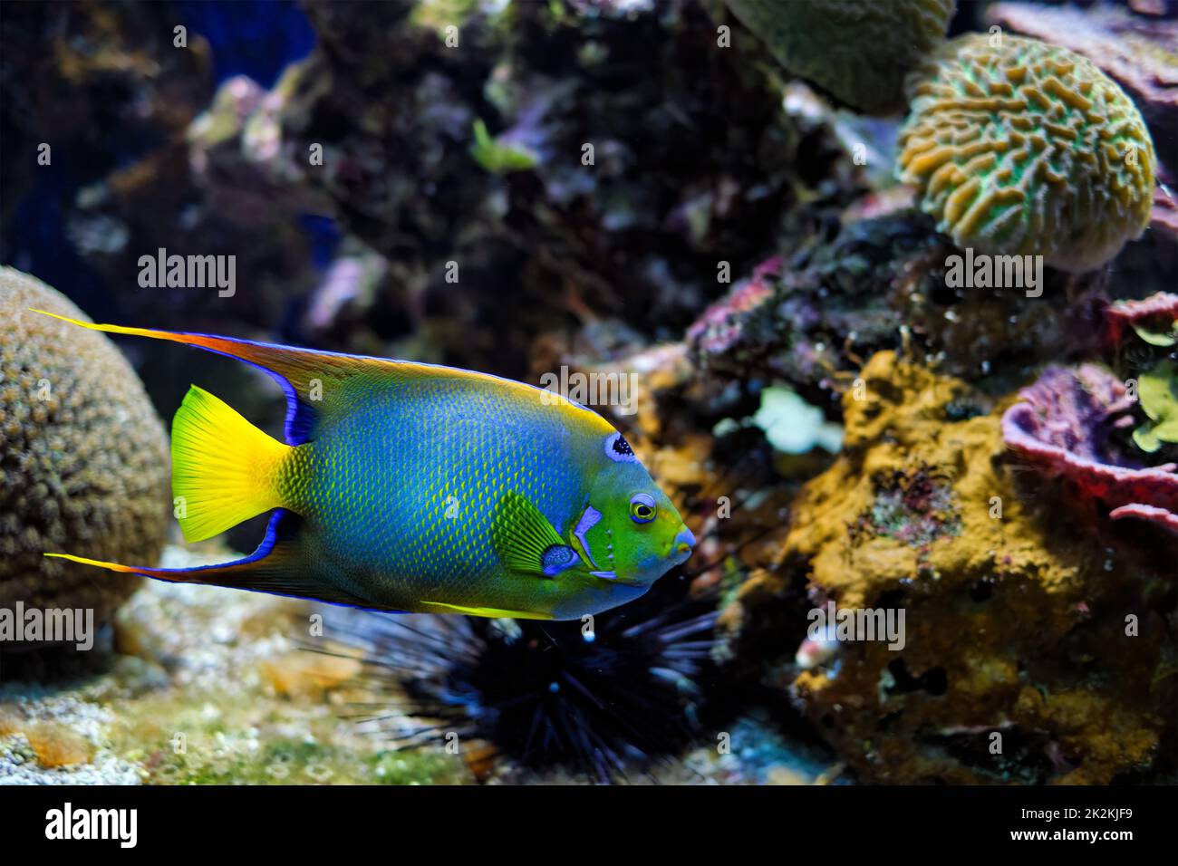 Queen angelfish Holacanthus ciliaris, also known as the blue angelfish ...