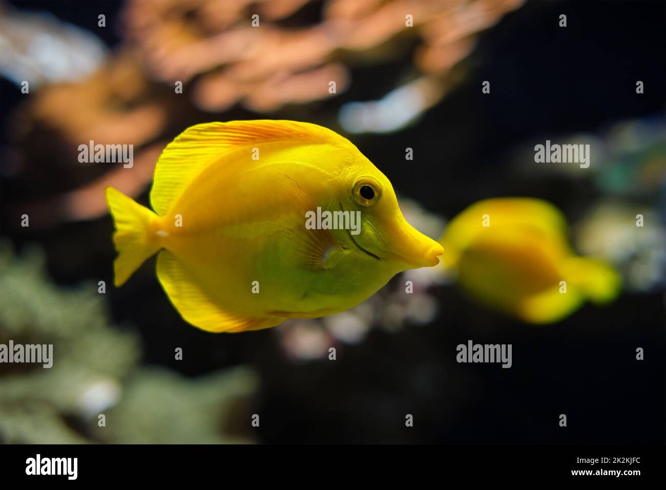 Yellow tang Zebrasoma flavescens fish underwater in sea Stock Photo - Alamy