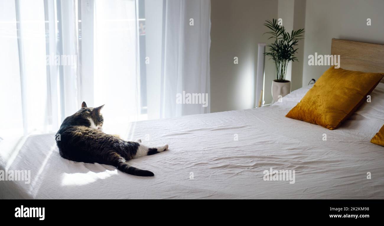 Cat on bed Stock Photo - Alamy