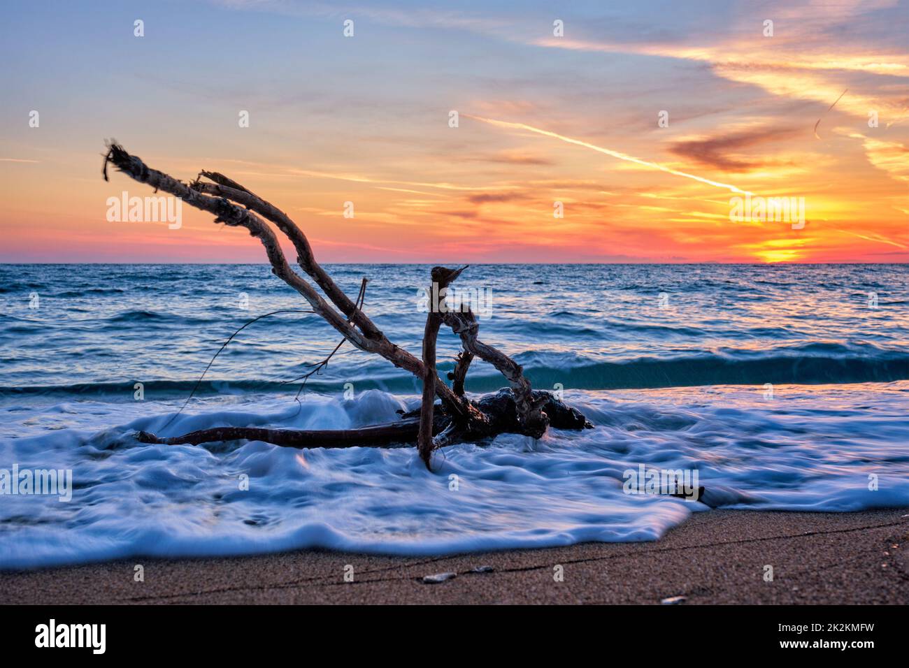 Tree wood trunk water hi-res stock photography and images - Alamy