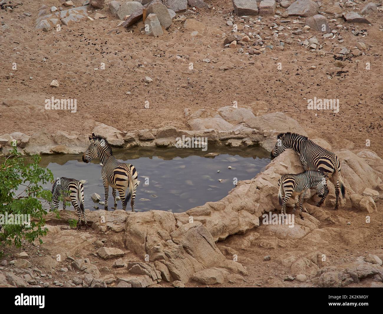 Hartmanns Mountain Zebra drinking at a water hole in the Damaraland in ...