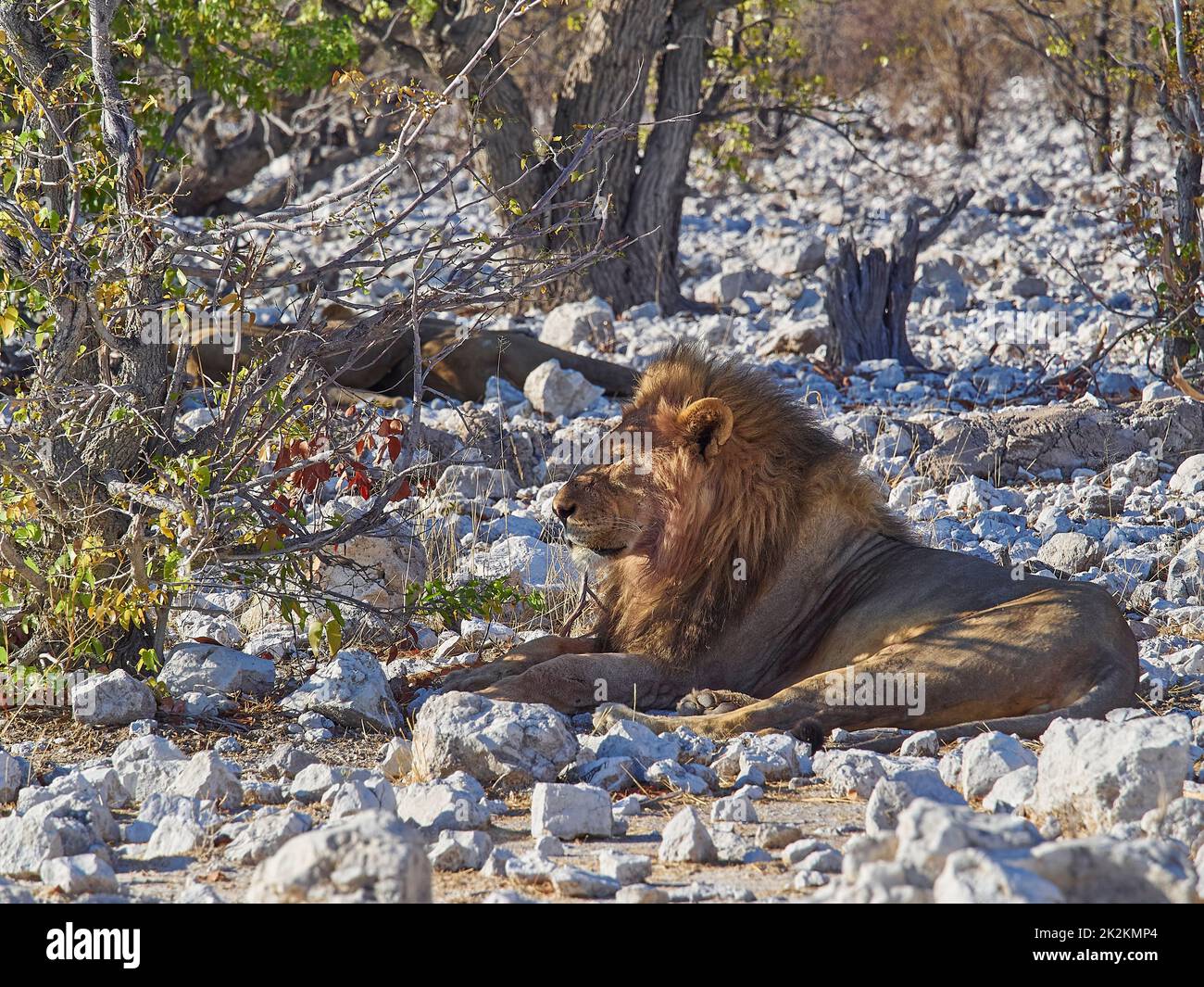 Big male maned Lion relaxing in the shade of a Mopane tree on the rocky ...