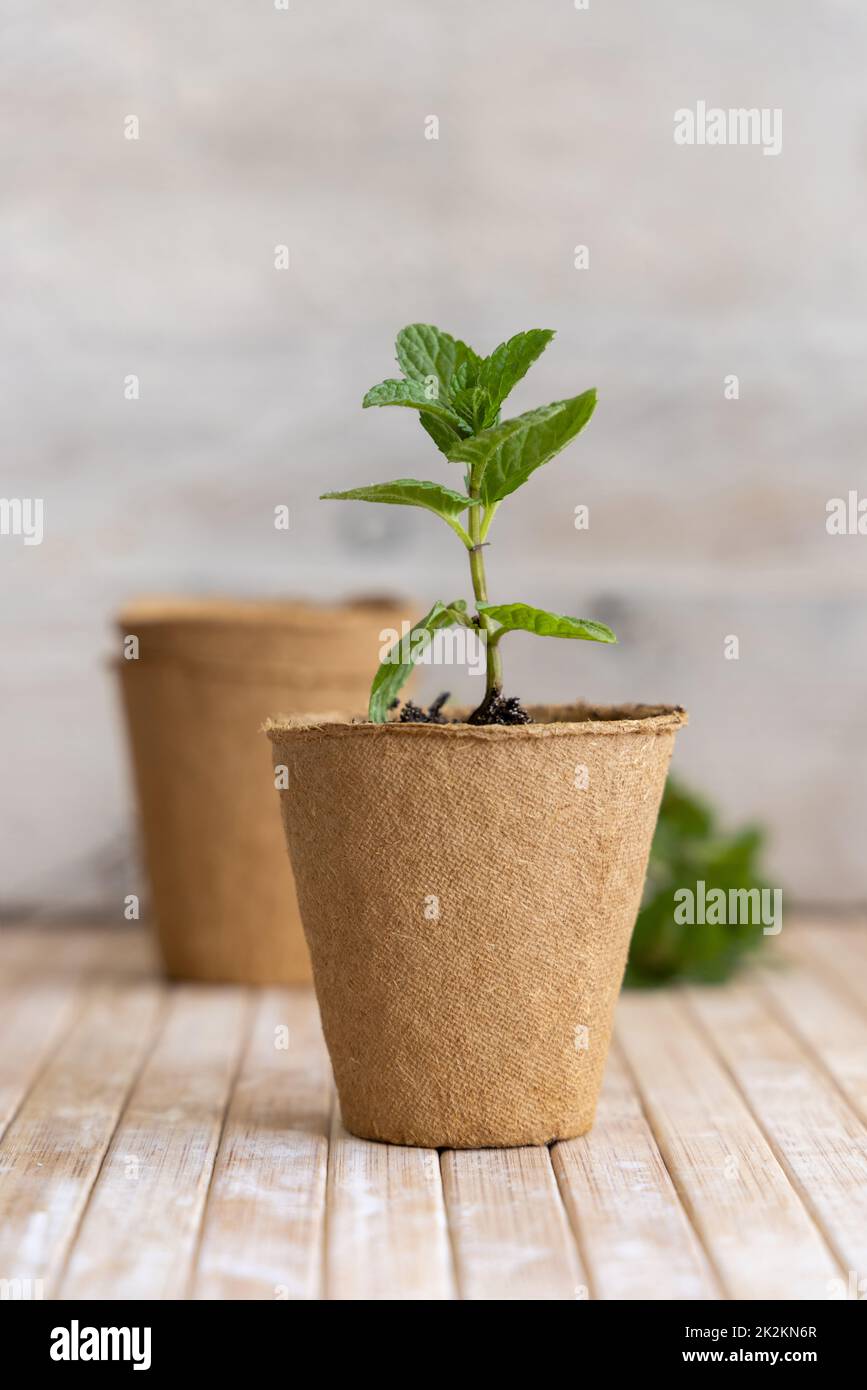 Mint seedlings growing in a biodegradable pots close up. Homegro Stock ...