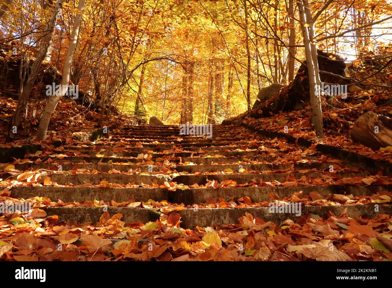 Colorful treetops hi-res stock photography and images - Alamy