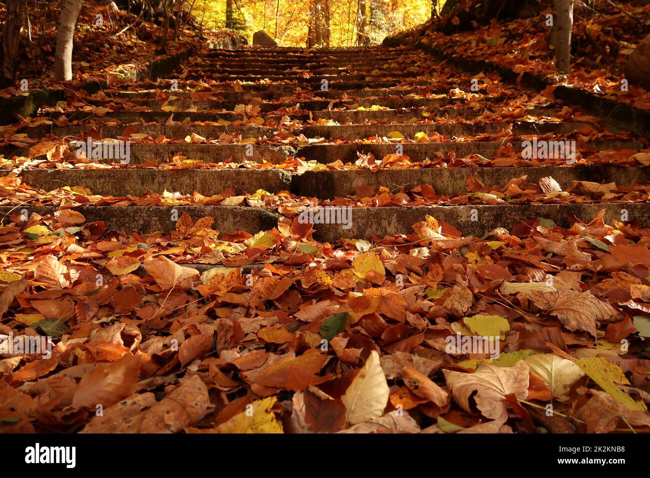 Stairway in the park at Rila Monastery, completely covered with leaves ...