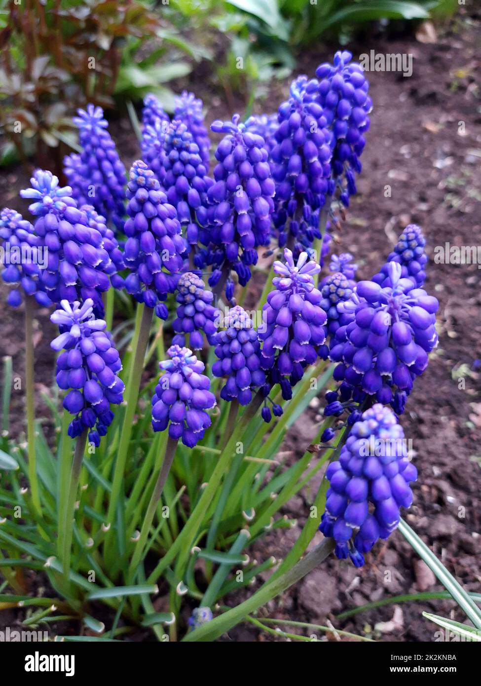 Armenian prince hi-res stock photography and images - Alamy