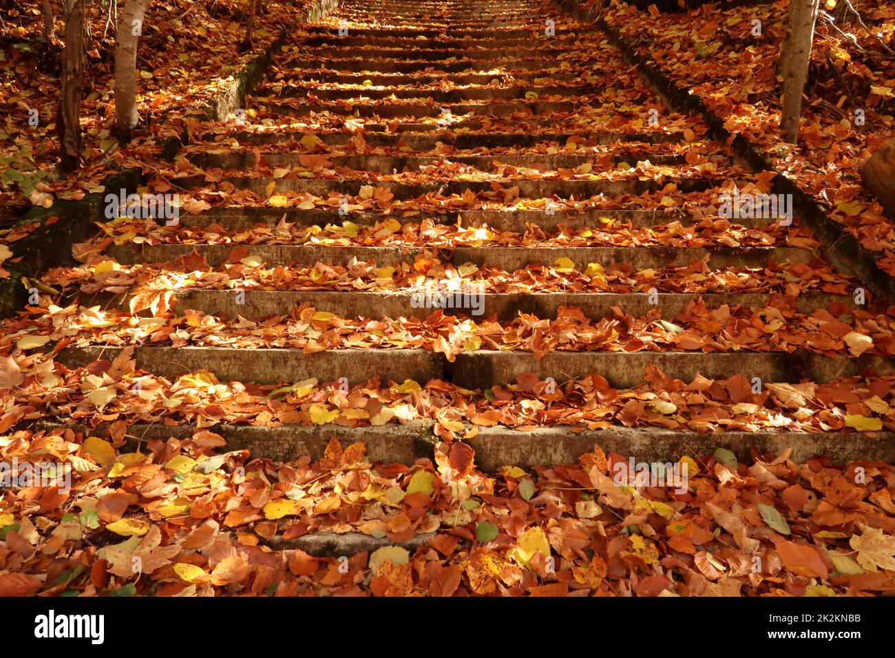 Stairway completely covered with colorful leaves close to Rila ...