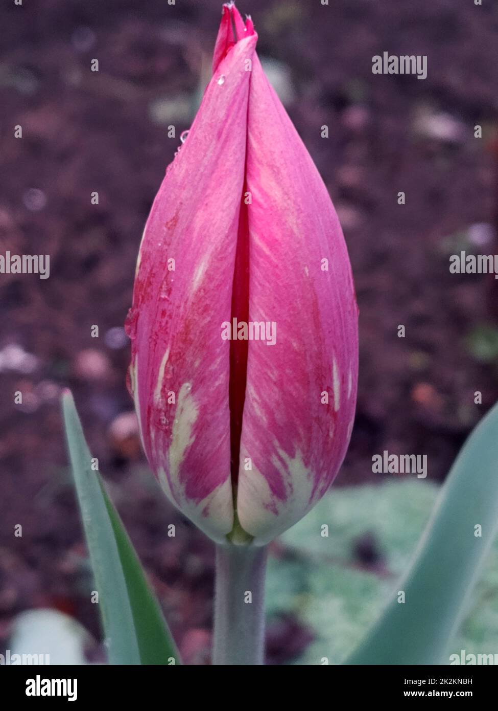 Unopened tulip bud hi-res stock photography and images - Alamy