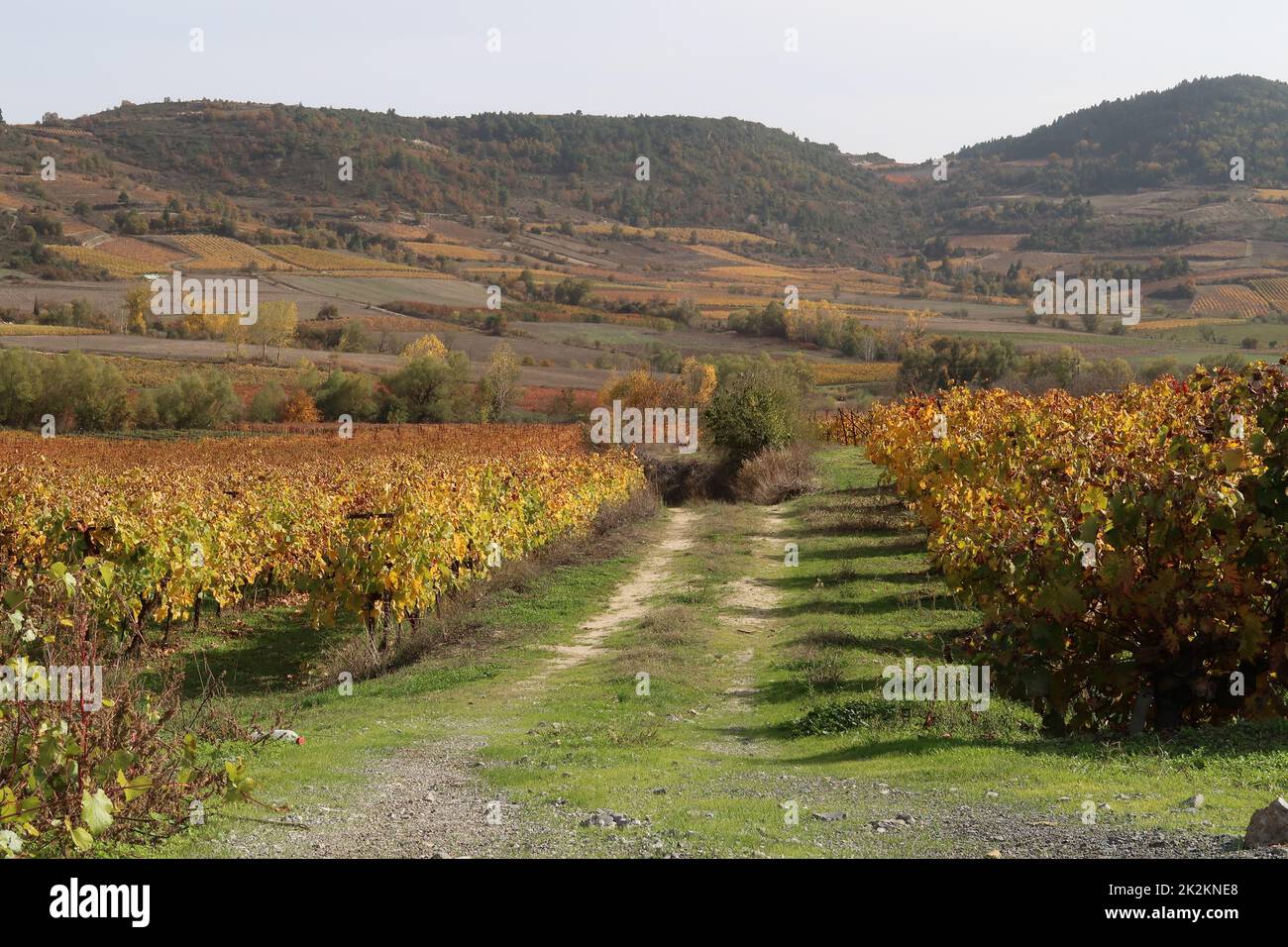 Colorful vineyard on mainland greece in fall during golden hour Stock ...