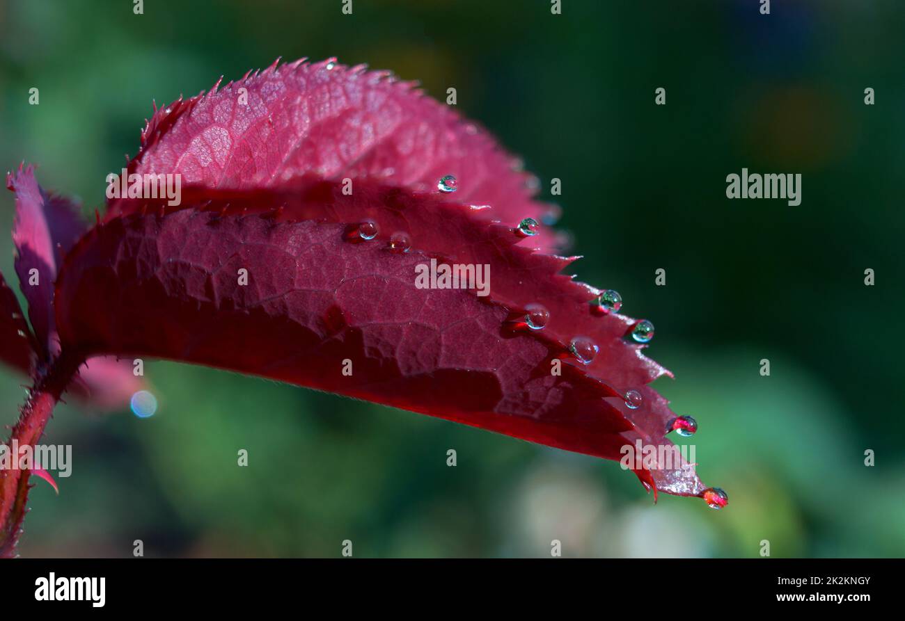 Leaf of rose with dew drops Stock Photo - Alamy