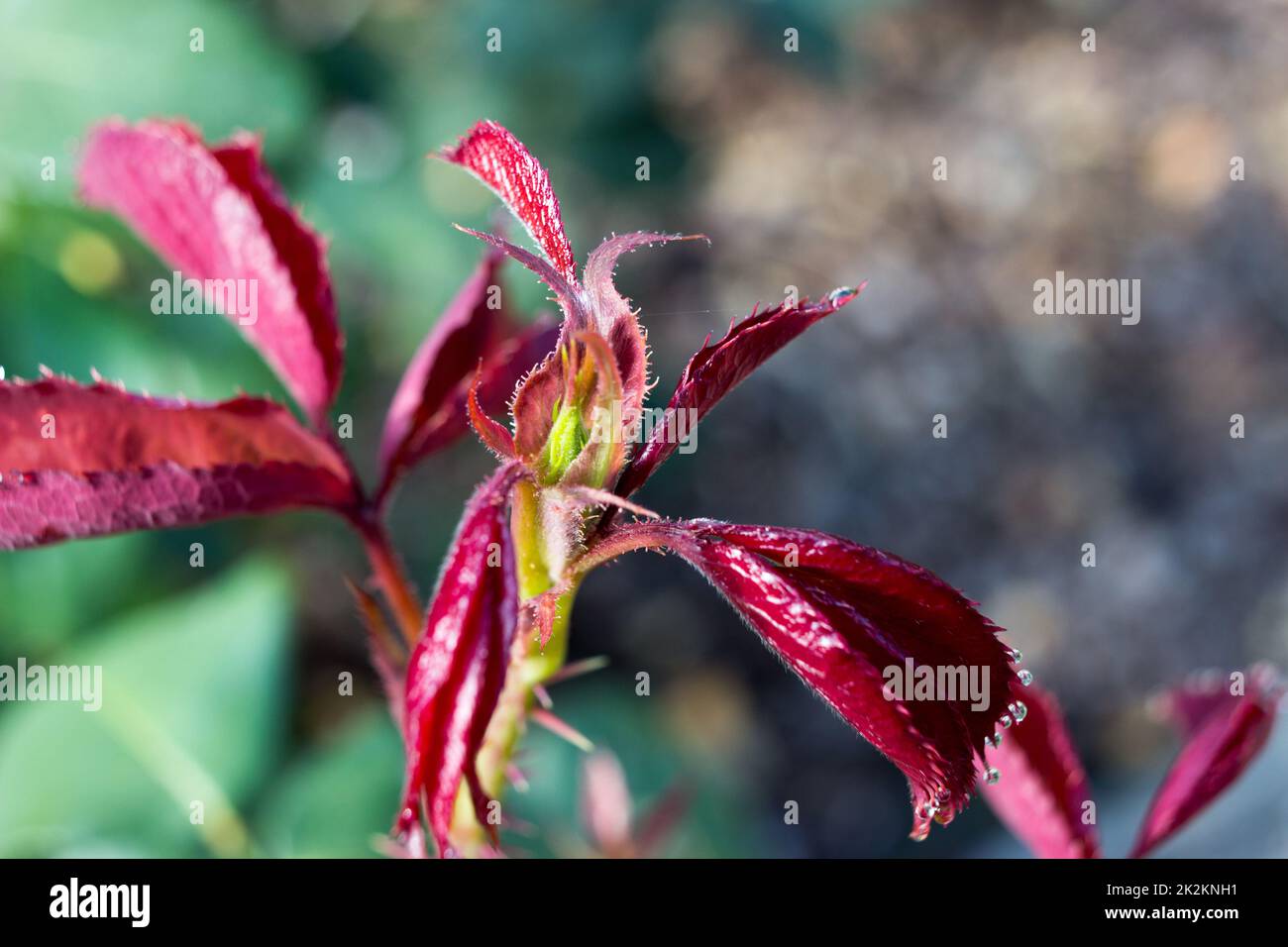 White rose with drops hi-res stock photography and images - Alamy