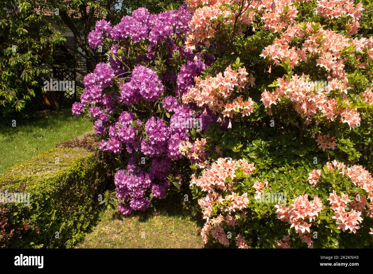 Closeup of beautiful azaleas and rhododendrons Stock Photo - Alamy