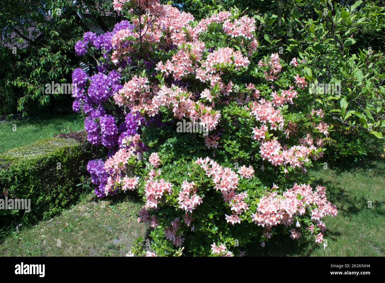 Closeup of beautiful azaleas and rhododendrons Stock Photo - Alamy