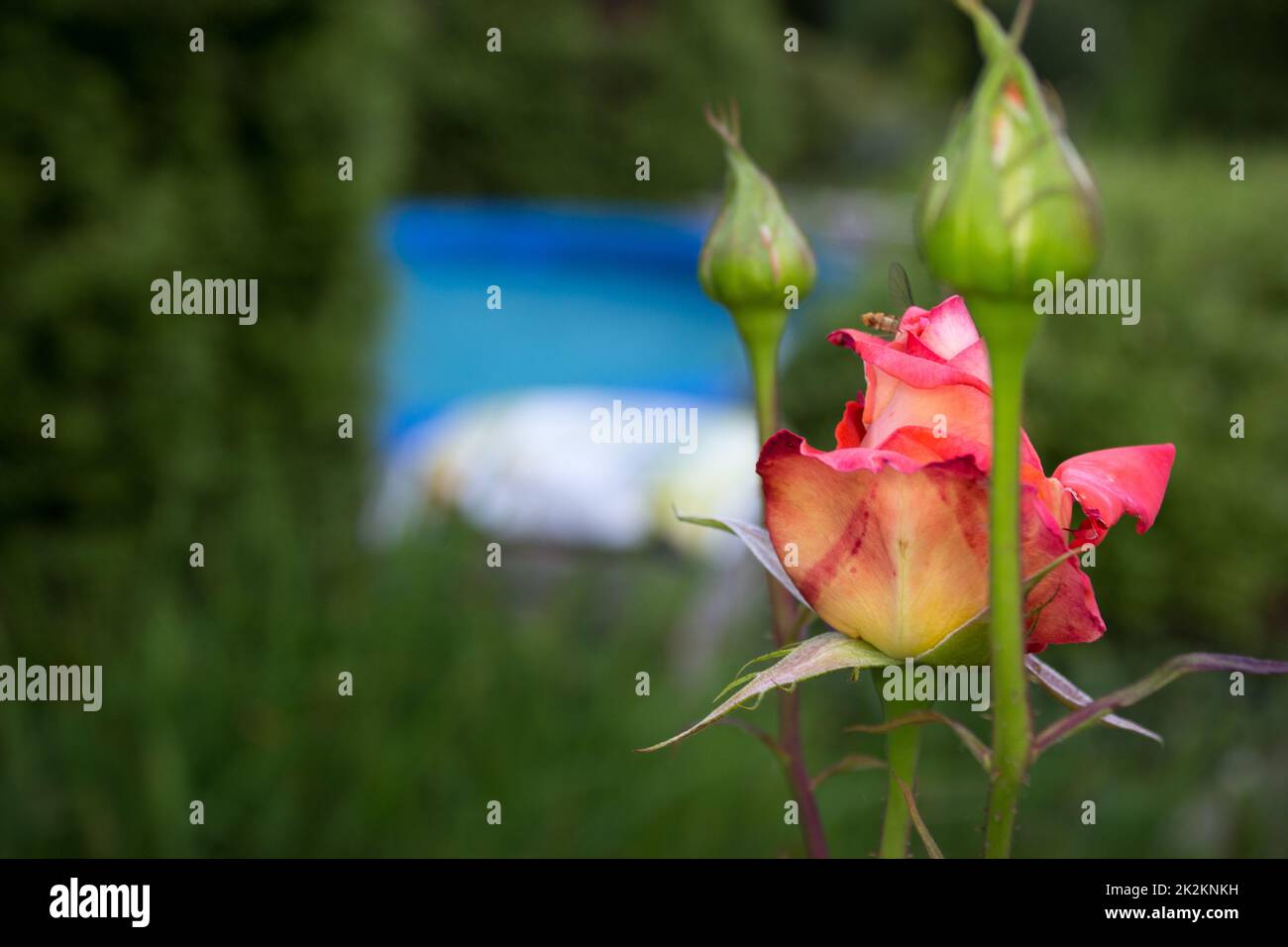 Single rose with buds hi-res stock photography and images - Alamy