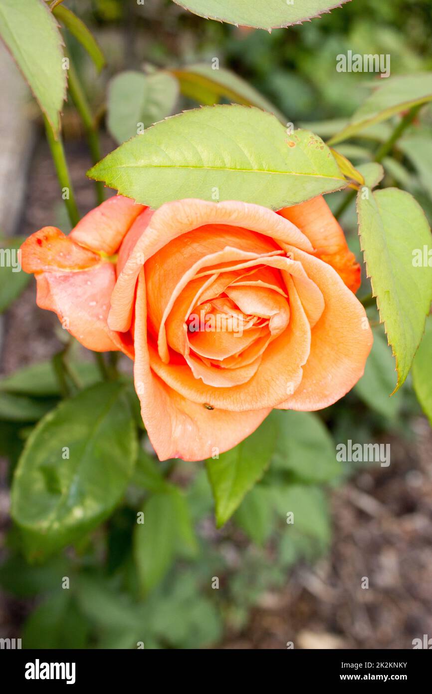 Beautiful orange garden rose hi-res stock photography and images - Alamy
