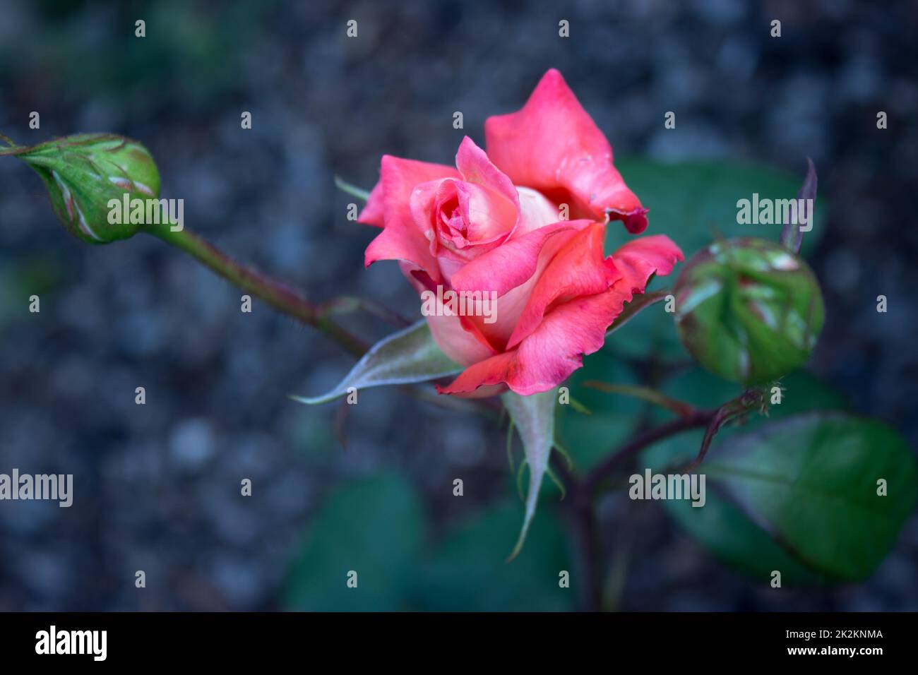 Single rose with buds hi-res stock photography and images - Alamy