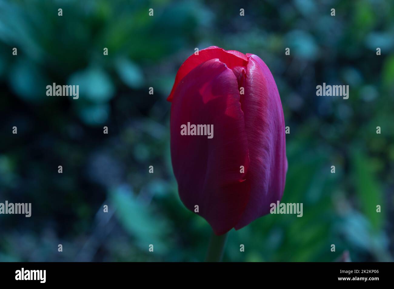 Beautiful tulip garden hi-res stock photography and images - Alamy