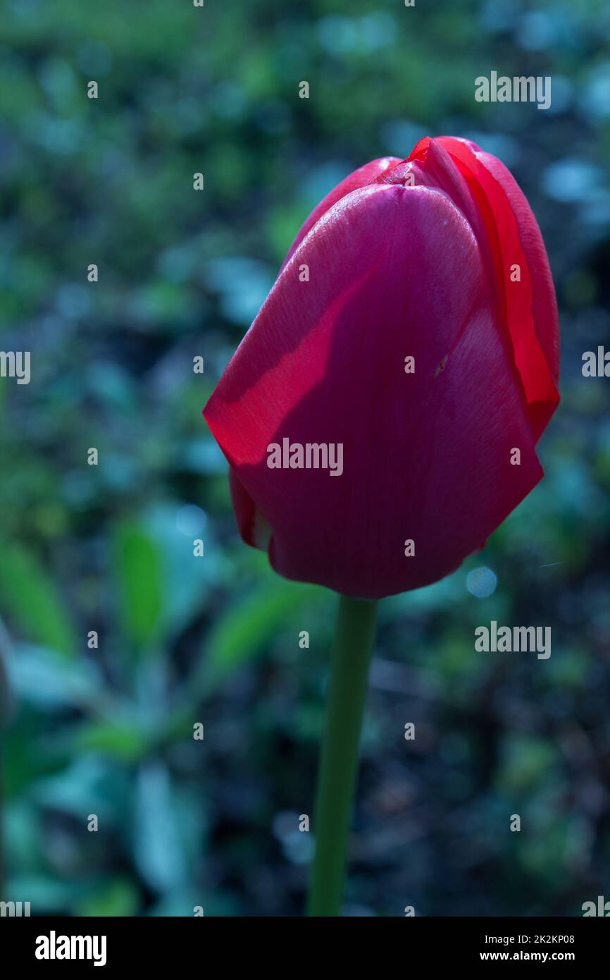 Beautiful tulip in garden hi-res stock photography and images - Alamy
