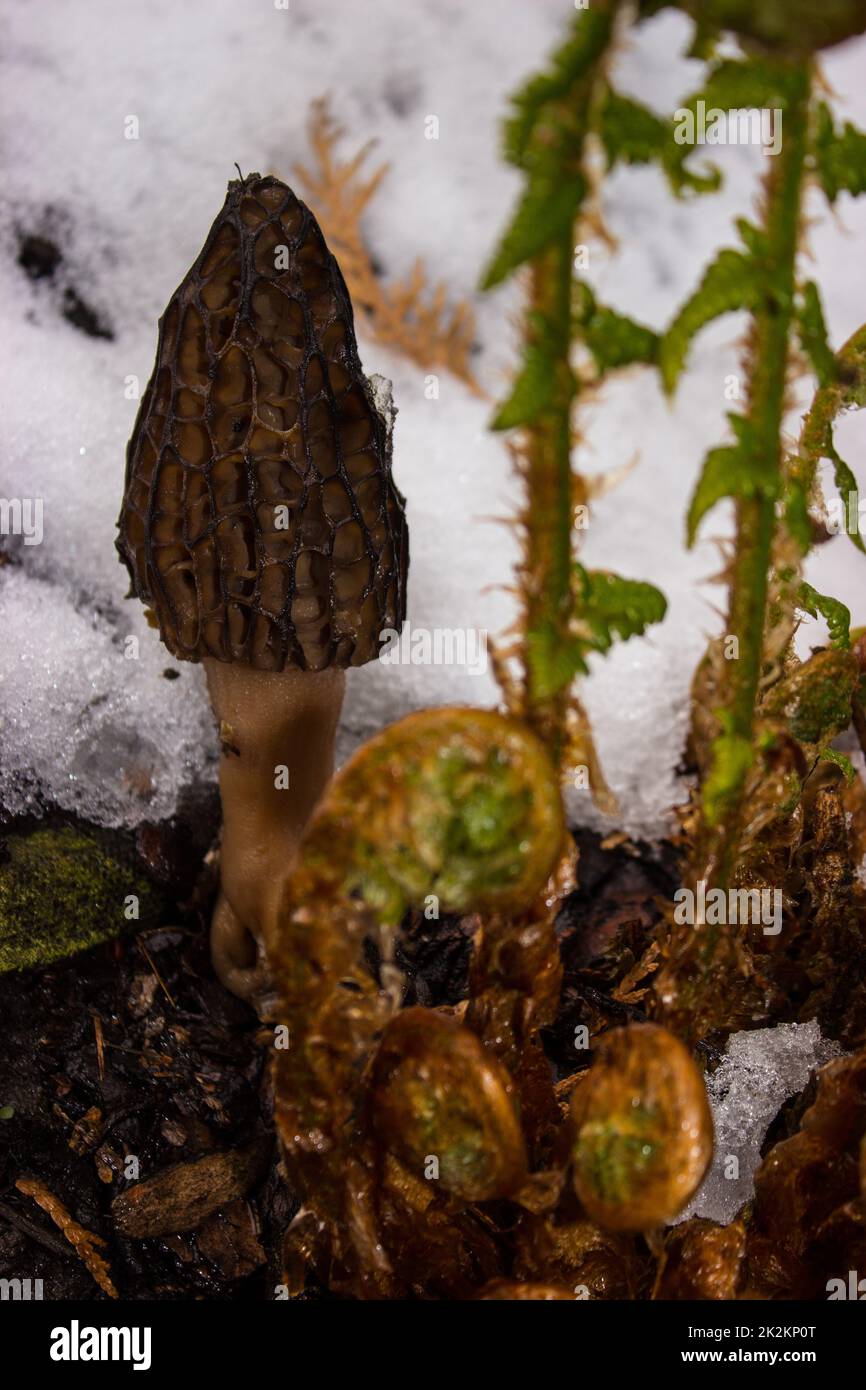 Spring mushroom surprised by the snow Stock Photo - Alamy