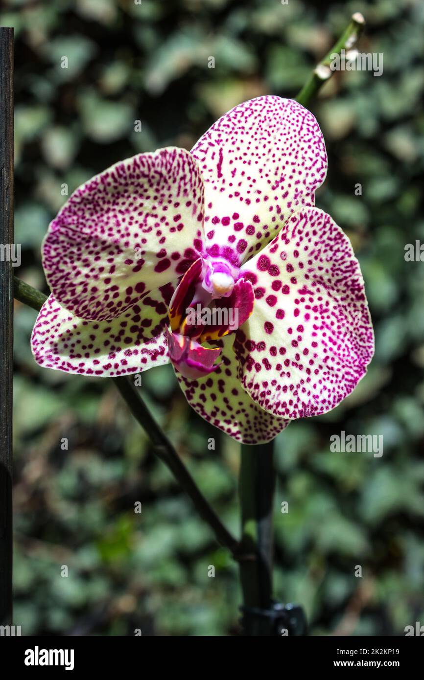 One orchid in garden Stock Photo - Alamy