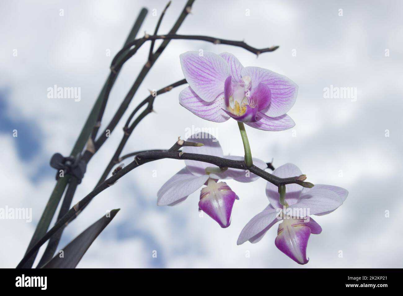 Three orchid orchids hi-res stock photography and images - Alamy