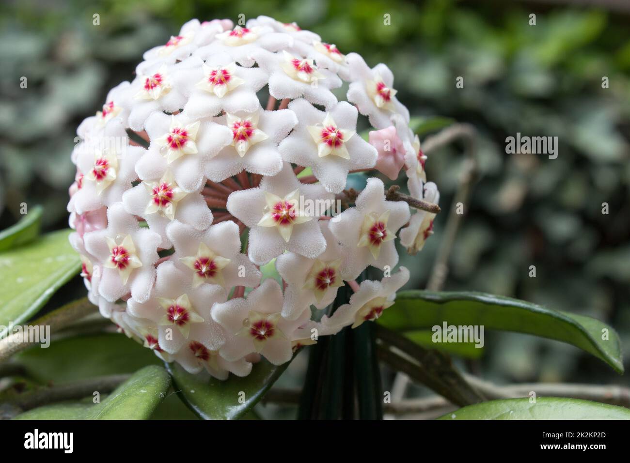 Detail of flowers of wax plant (Hoya carnosa Stock Photo - Alamy