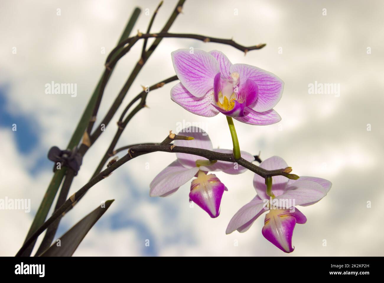 Three orchid orchids hi-res stock photography and images - Alamy