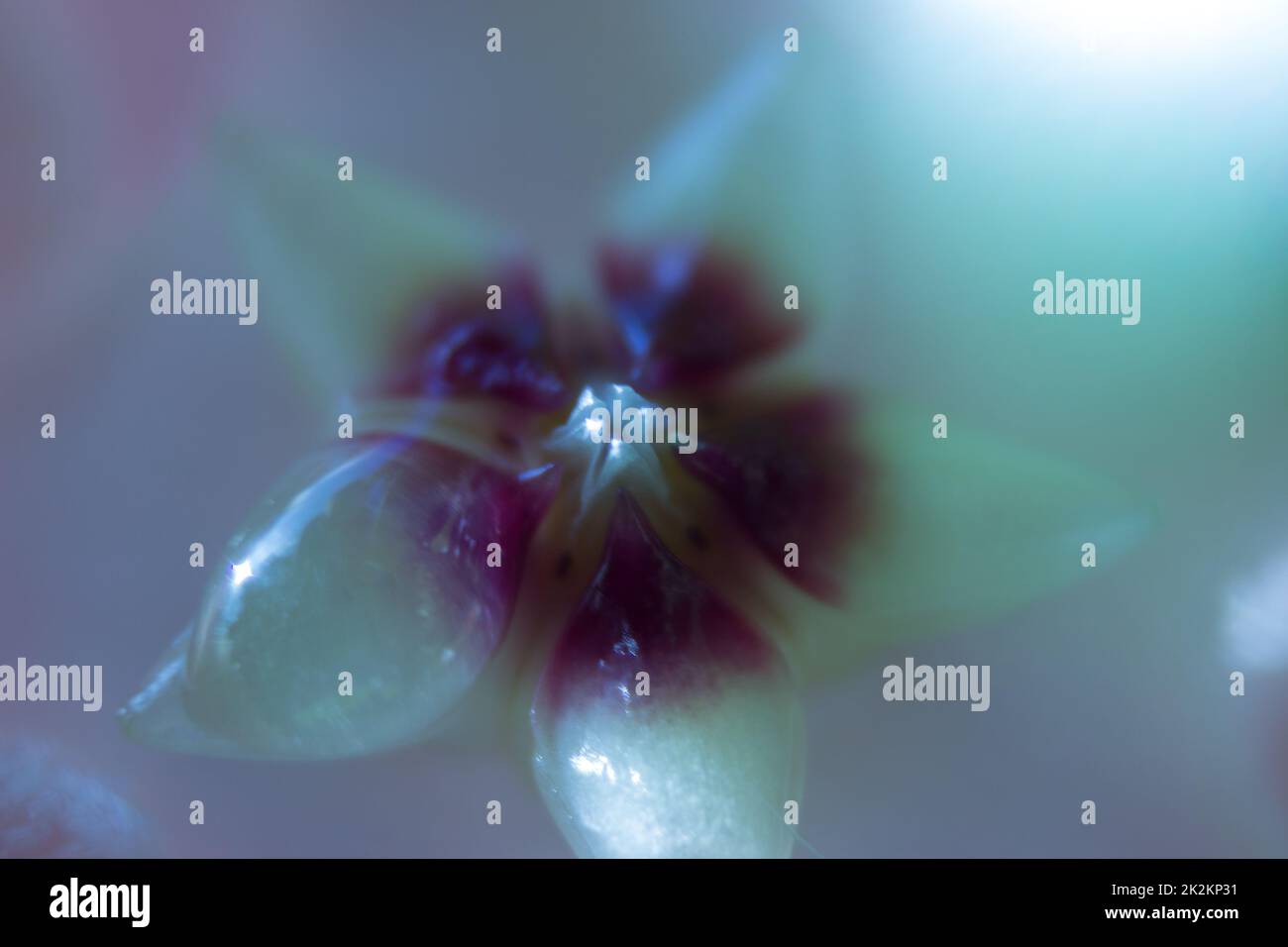 Drop of nectar on a flower of wax plant Stock Photo - Alamy