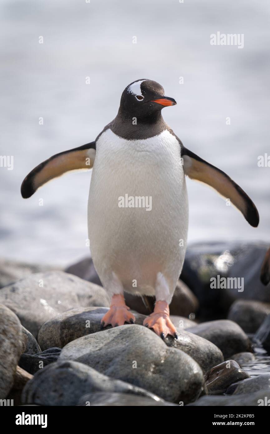 Animal flippers hi-res stock photography and images - Alamy