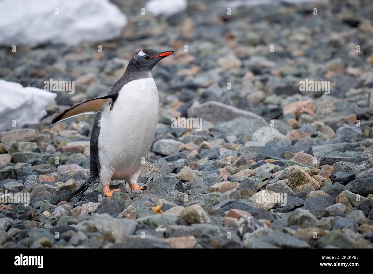Gentoo penguin stands on shingle lifting flipper Stock Photo - Alamy