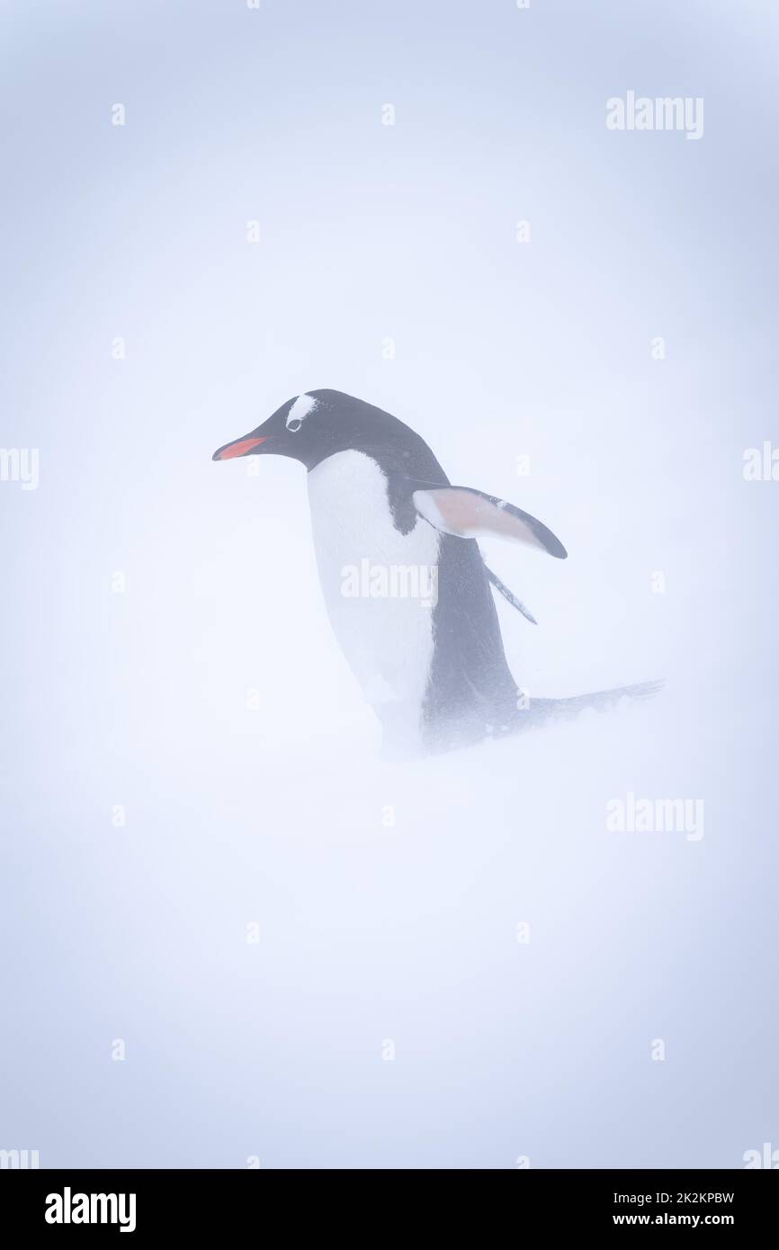 Snow blizzard bird hi-res stock photography and images - Alamy