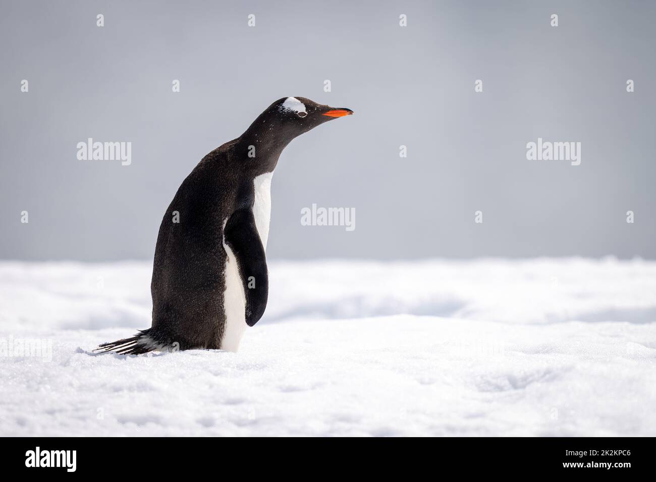 Stretching neck hi-res stock photography and images - Alamy