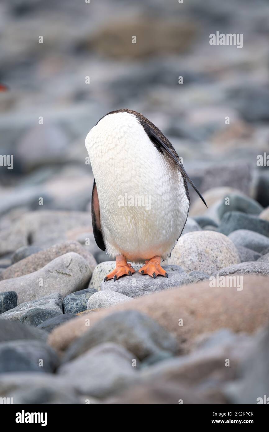 Penguin stands hi-res stock photography and images - Alamy
