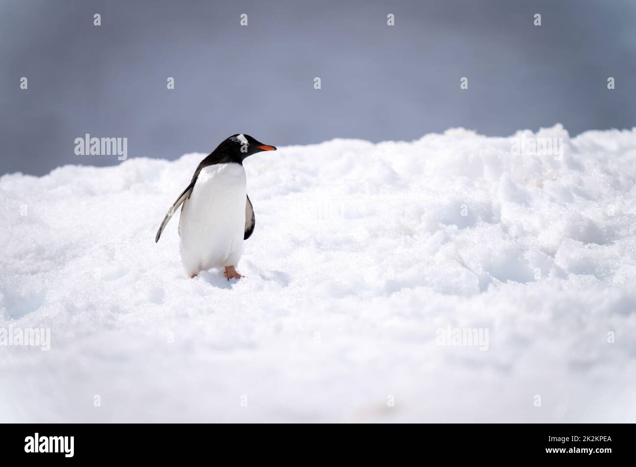 Penguin stretching wildlife hi-res stock photography and images - Alamy