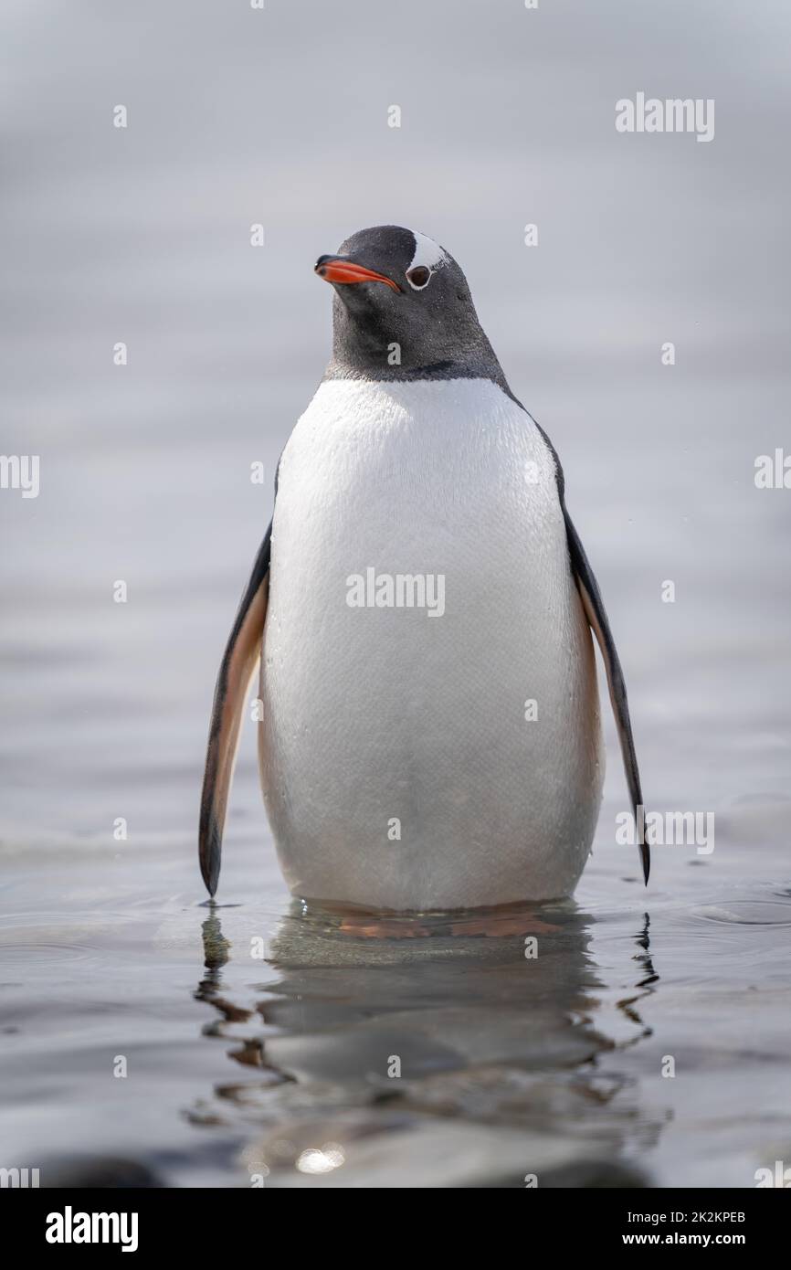 Gentoo penguin stands watching camera in shallows Stock Photo - Alamy