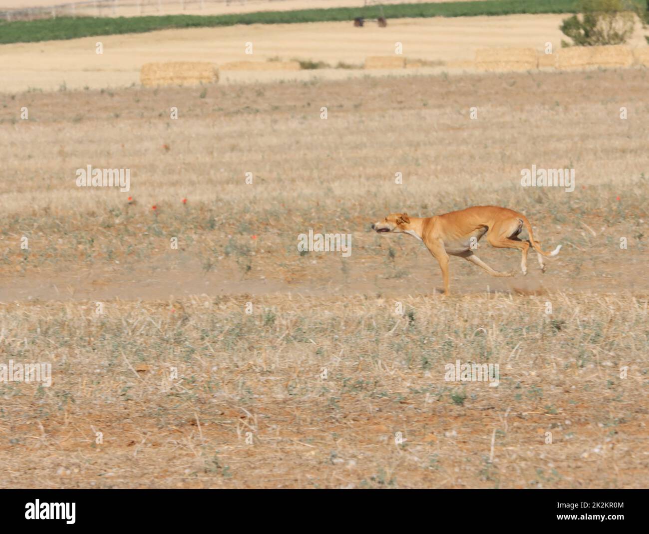 greyhound race fast dog domestic animal field hare hunting Stock Photo ...