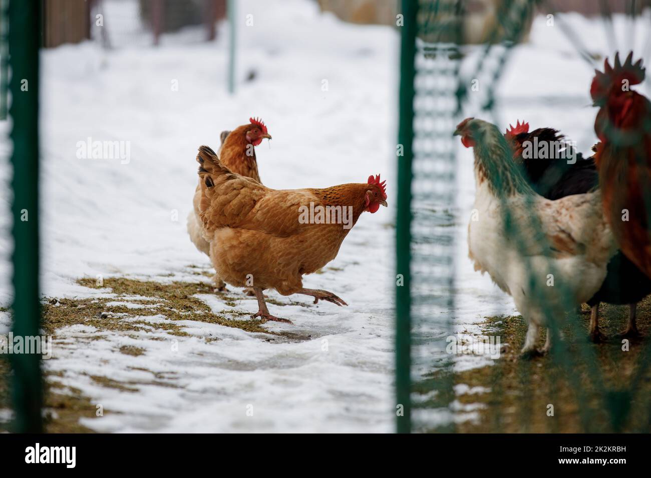 Chicken farm. Rural chicken farm stable with lots of chickens walking ...