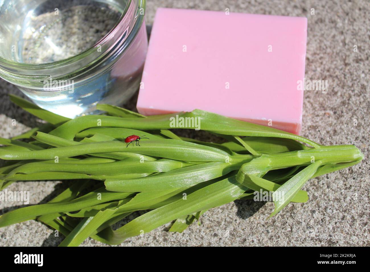 lily leaf beetle on a lily, soap and spirit Stock Photo - Alamy