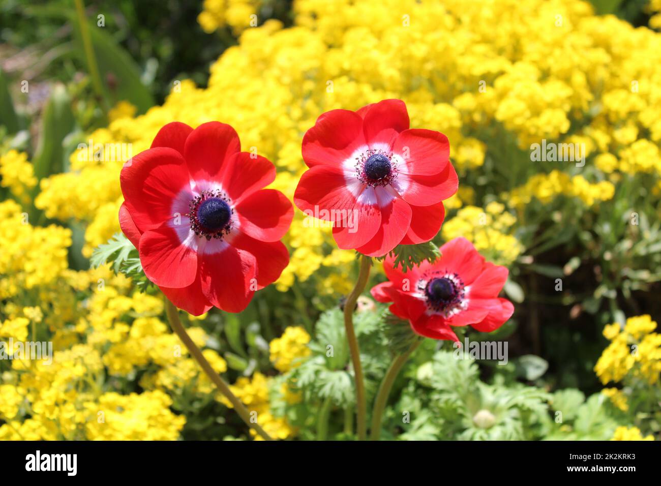 Red garden anemone hi-res stock photography and images - Alamy