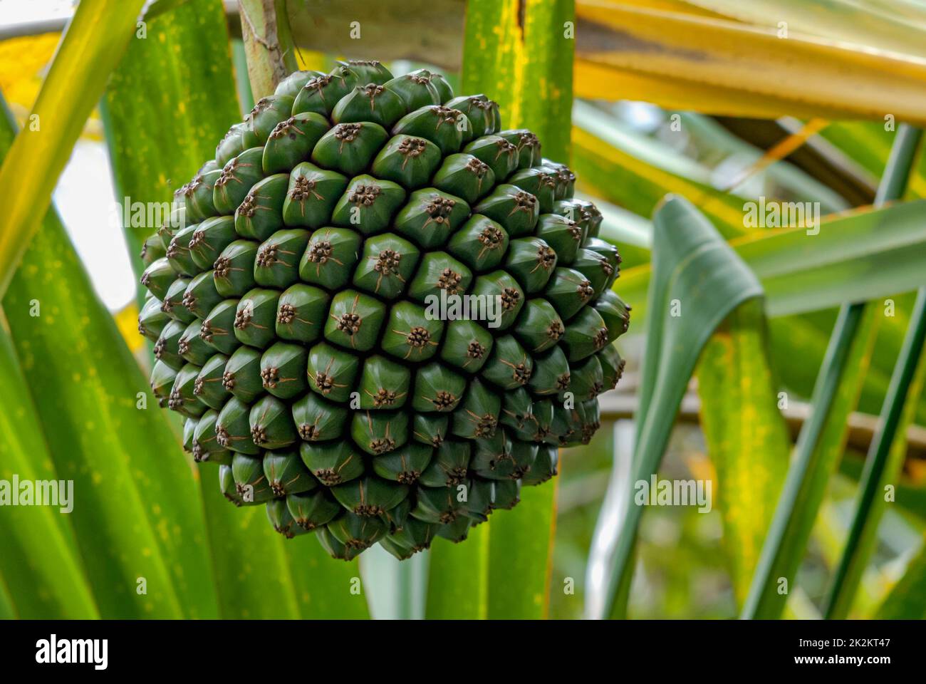 Pandanus utilis palms hi-res stock photography and images - Alamy