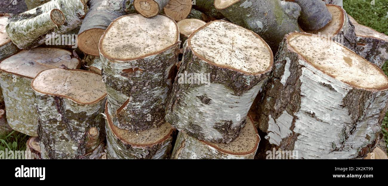 Harvested timber. Newly harvested timber - ready to use as firewood ...