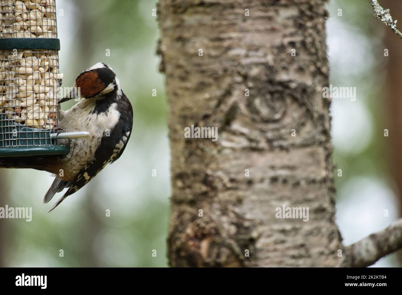 Great spotted woodpecker foraging in the forest on a tree with blurred ...
